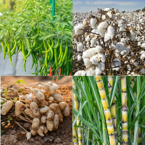 CASH CROPS Own A Farm CASH CROPS Own A Farm