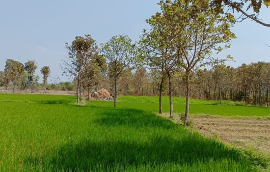 BUY - Own a Farm